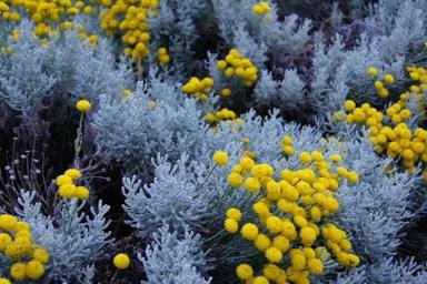 Benefits of Blue Tansy EO – Naturally Lefty